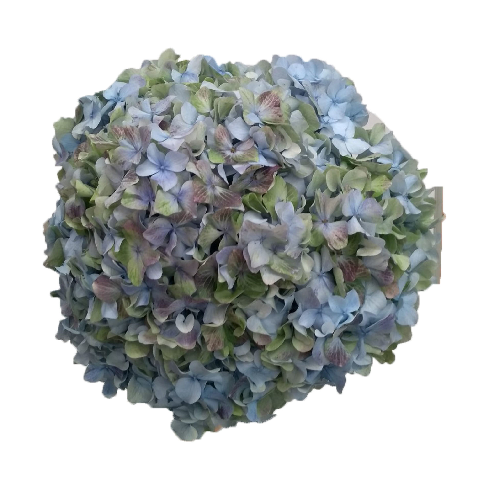 Hydrangea Shocking Blue select – sfgardens.net