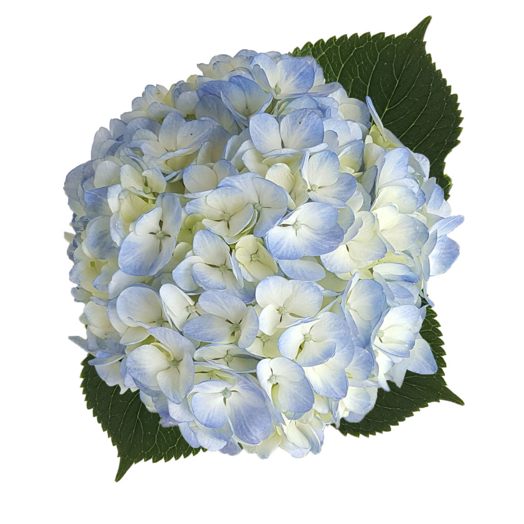 Hydrangea Blue Select – sfgardens.net