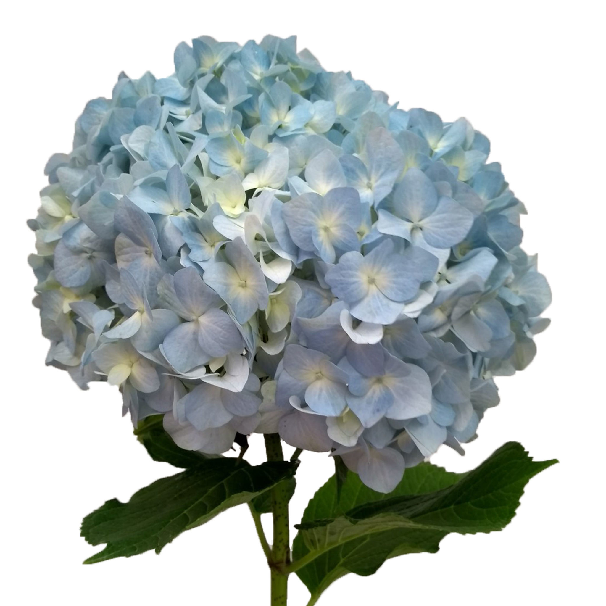 Hydrangea Blue Jumbo – sfgardens.net