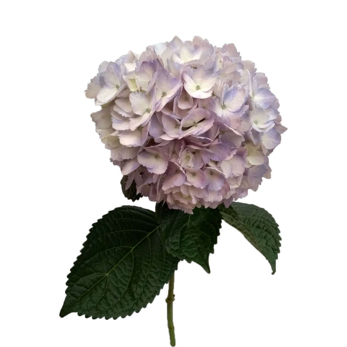 Hydrangea Aqua Blue Select – sfgardens.net