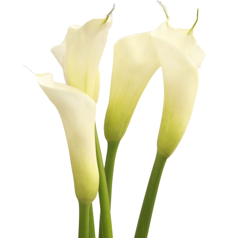 Others – sfgardens.net