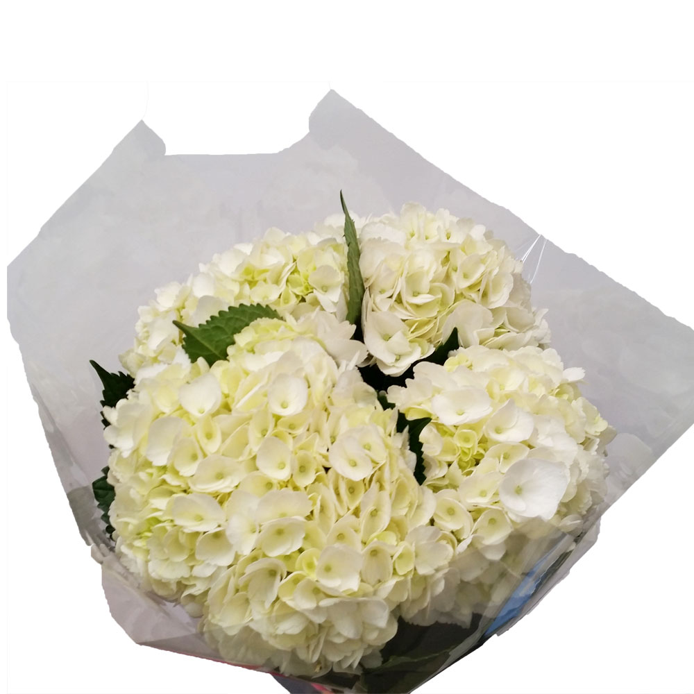 Sprayed & Tinted – sfgardens.net