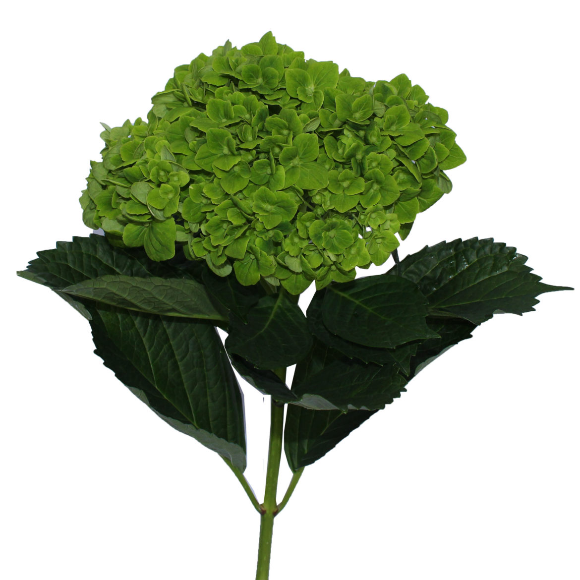 HYDRANGEA DARK GREEN SELECT – sfgardens.net