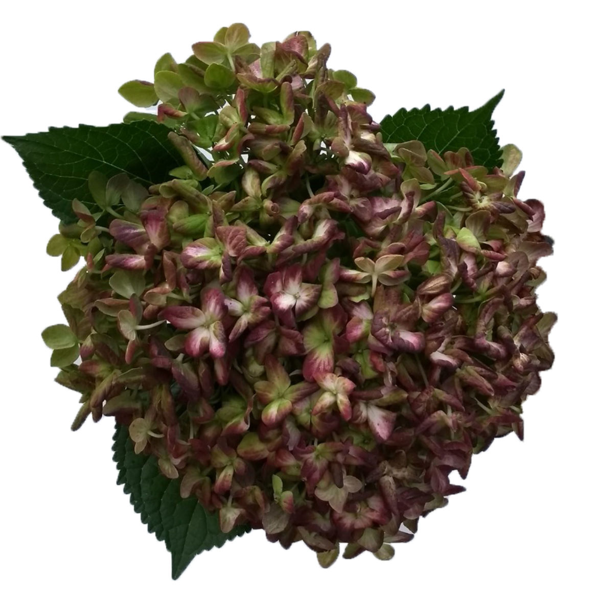 HYDRANGEA EMERALD ANTIQUE – sfgardens.net