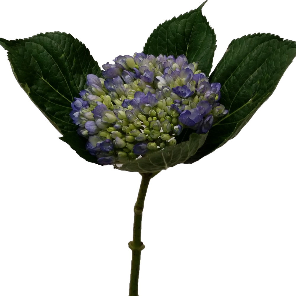 Hydrangea Baby shocking Blue – sfgardens.net