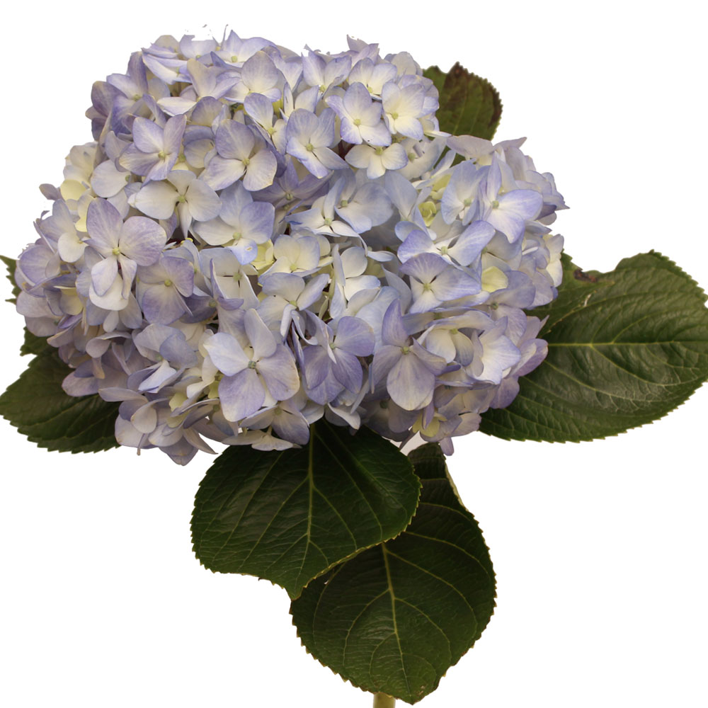 Hydrangea Blue Premium – sfgardens.net
