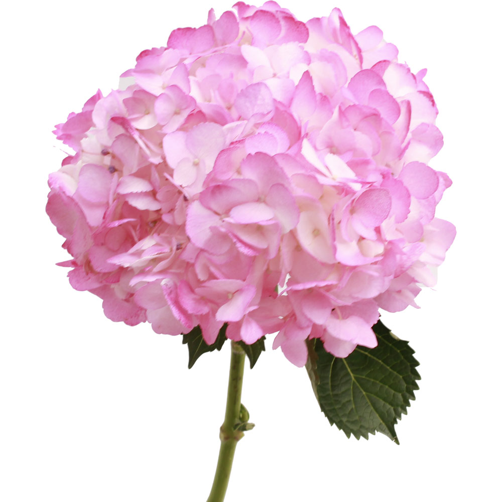 HYDRANGEA SPRAYED MAGENTA – sfgardens.net