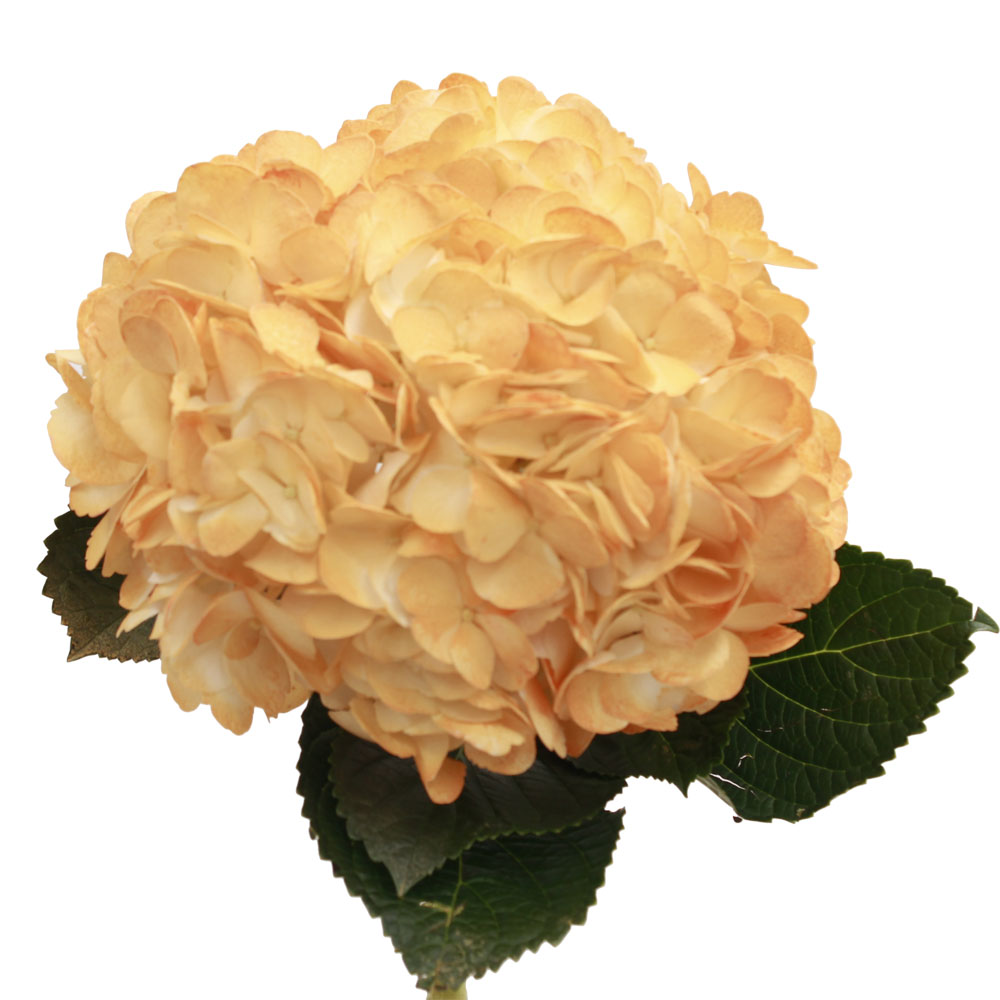 Sprayed & Tinted – sfgardens.net