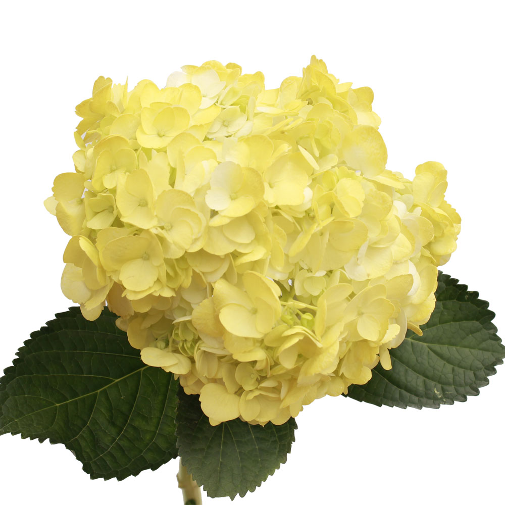 HYDRANGEA SPRAYED YELLOW – sfgardens.net