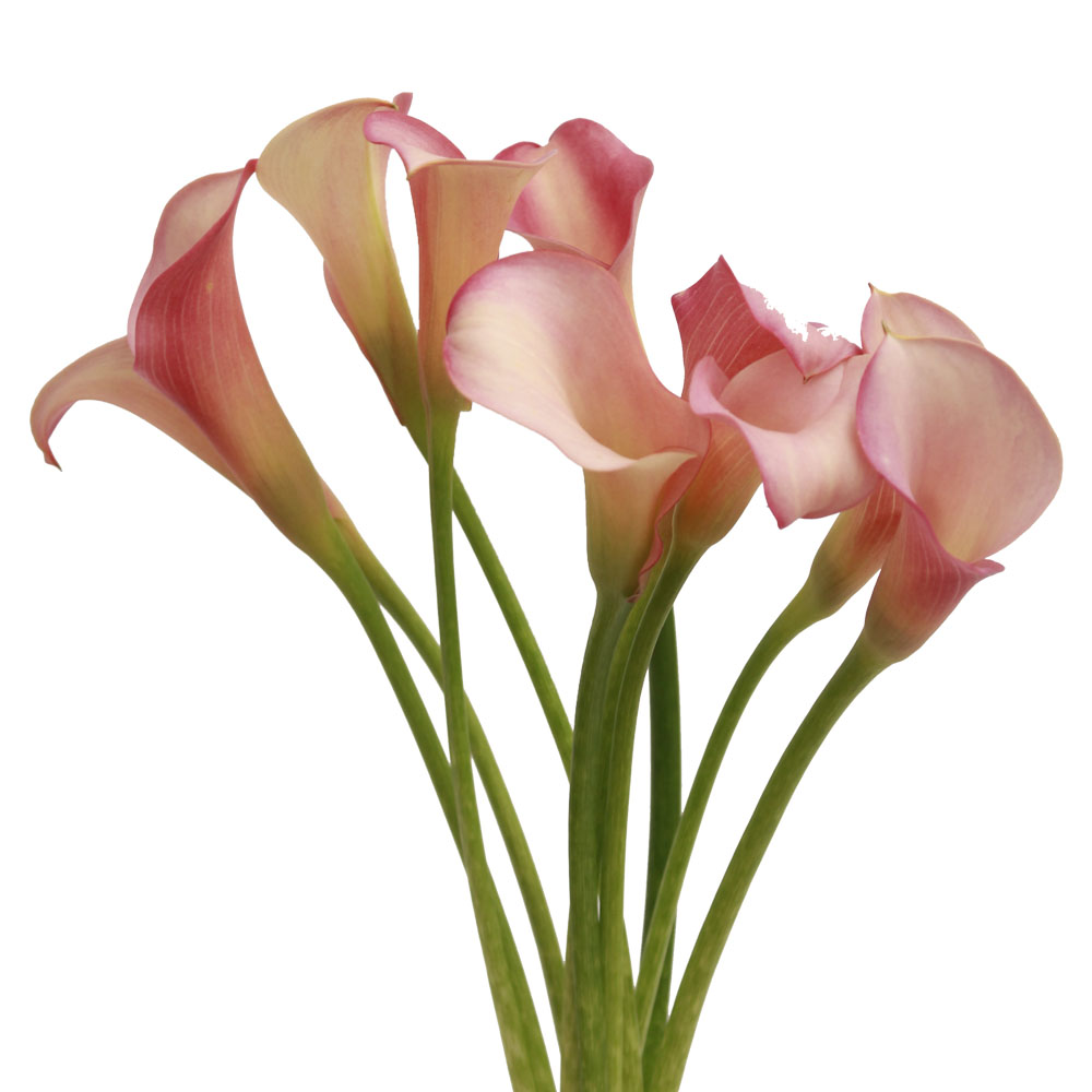 Minicallas Assorted-c – sfgardens.net