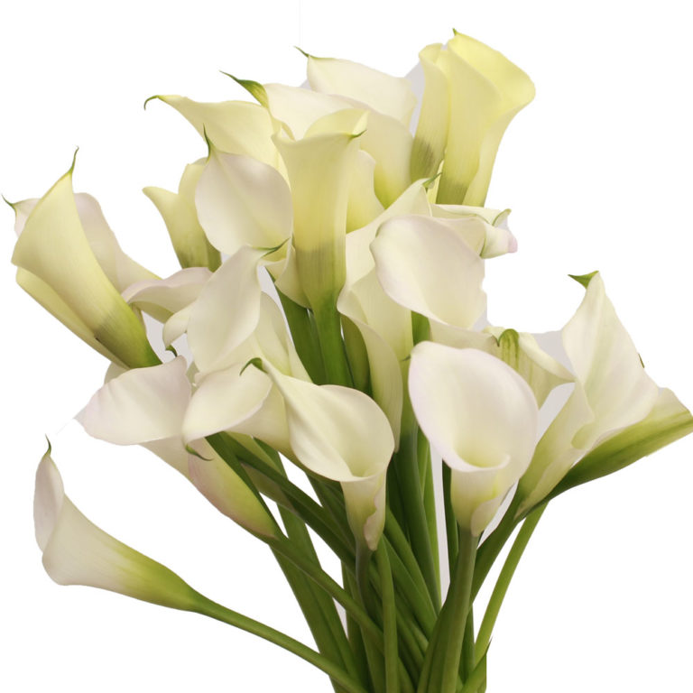 Minicallas Assorted-d – sfgardens.net