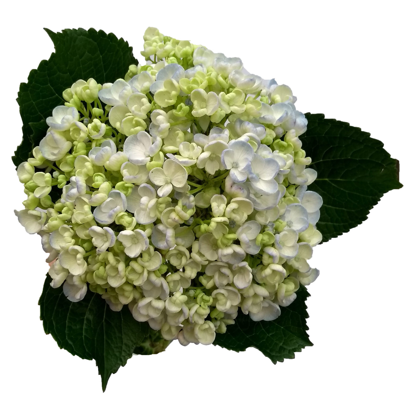 Hydrangea Shocking Blue select – sfgardens.net