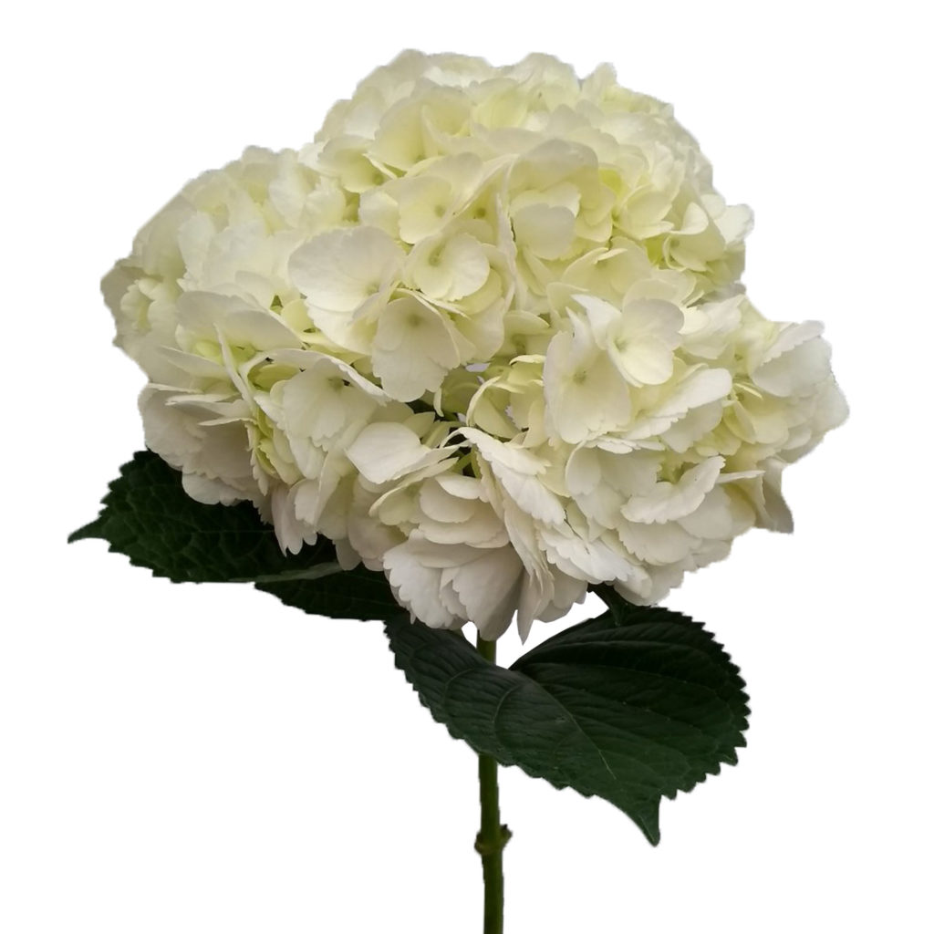 HYDRANGEA WHITE PREMIUM – sfgardens.net