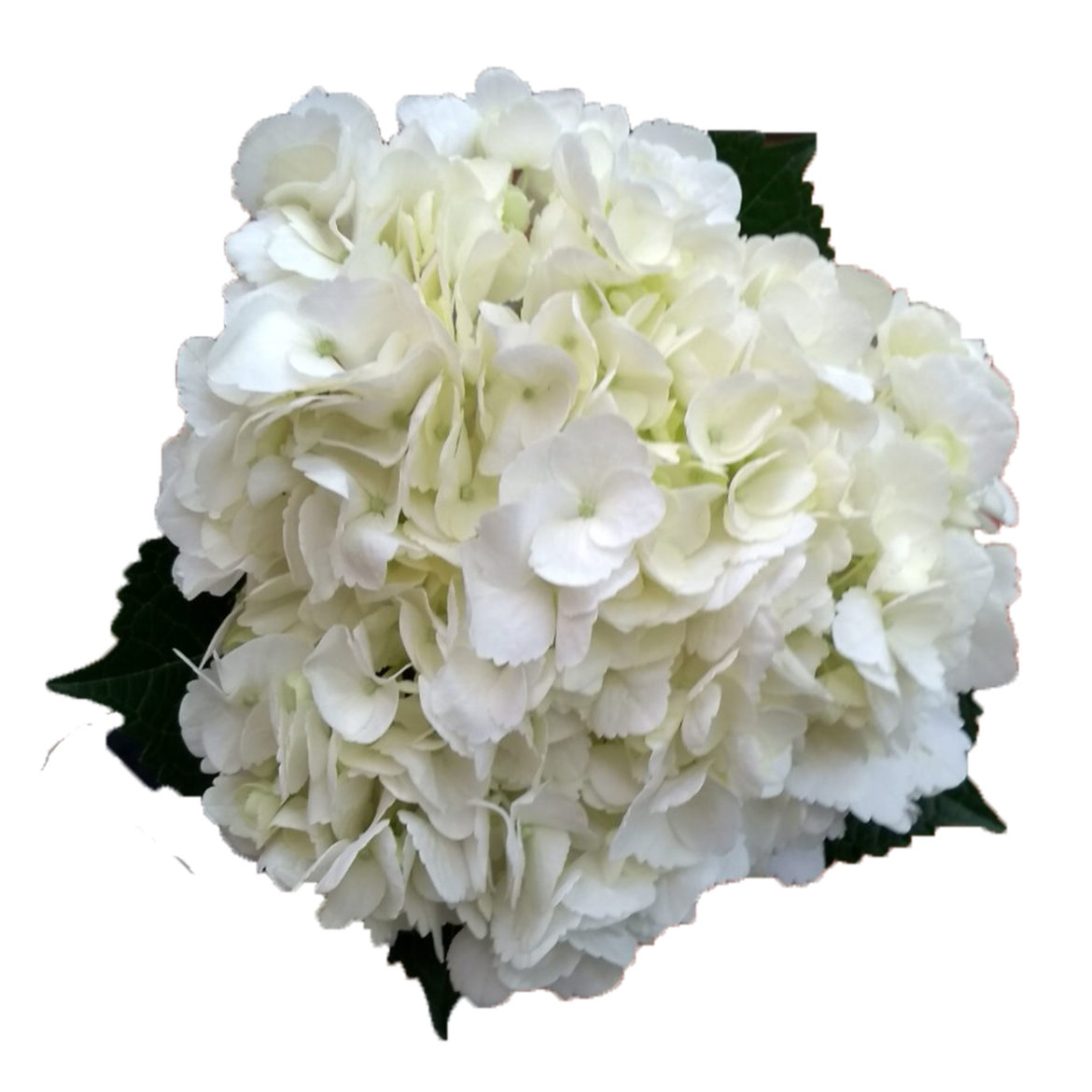 HYDRANGEA WHITE PREMIUM – sfgardens.net
