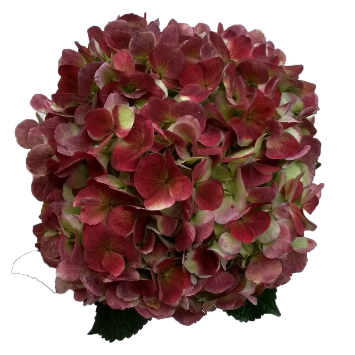 HYDRANGEA RED ANTIQUE – sfgardens.net