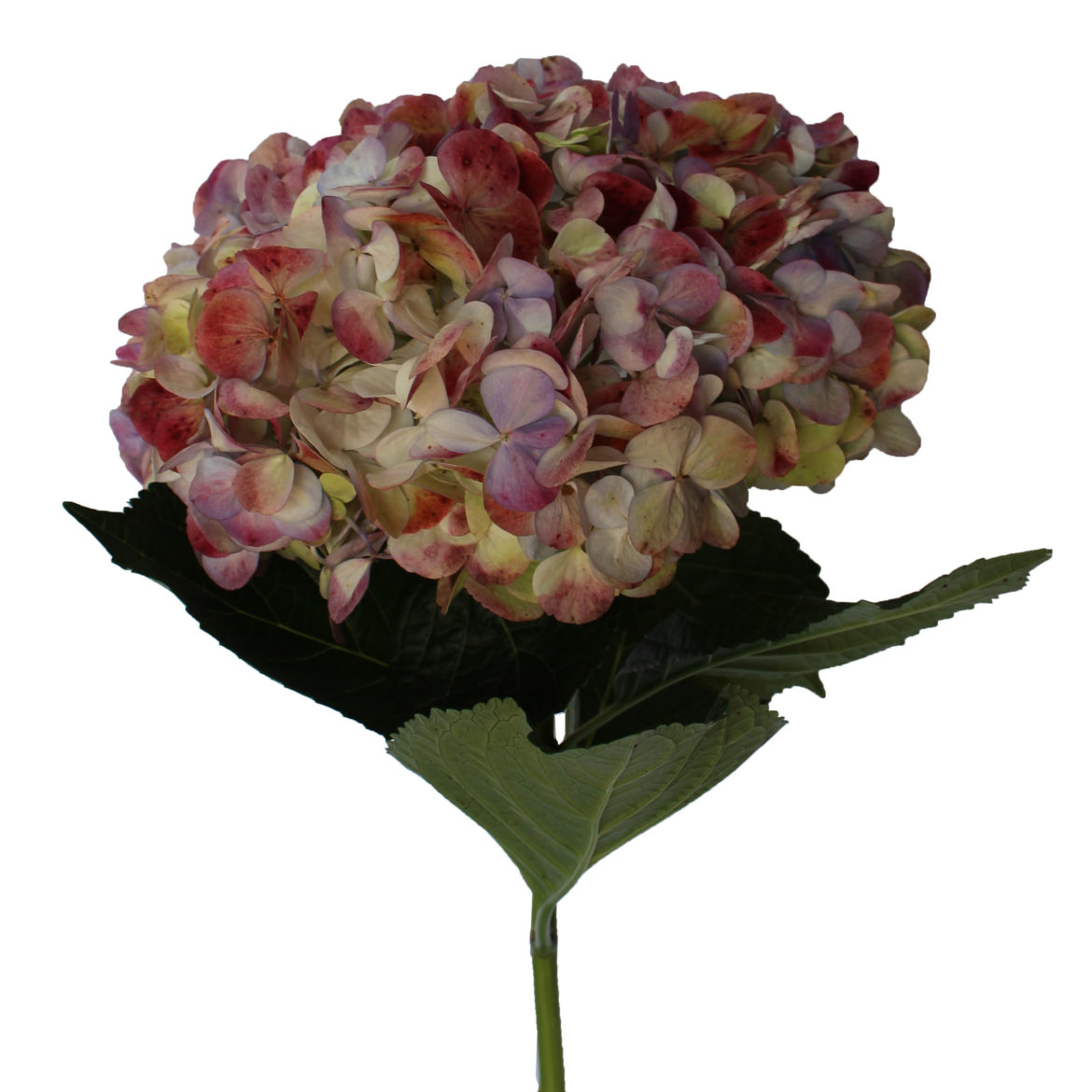 HYDRANGEA ROSE ANTIQUE – sfgardens.net