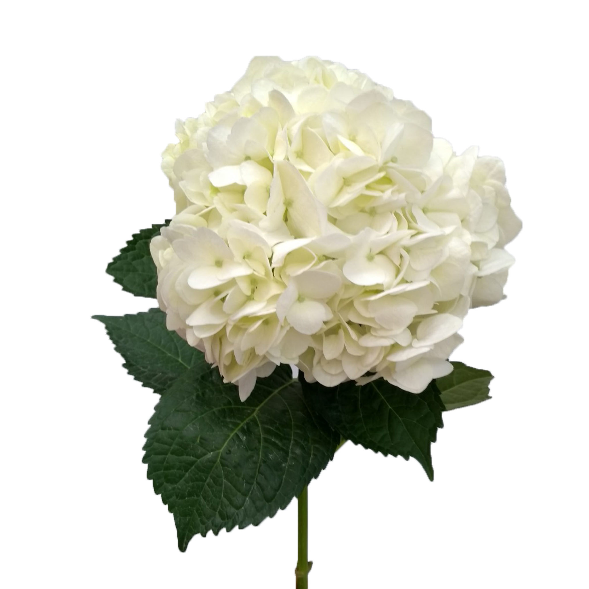 HYDRANGEA WHITE SUPER SELECT – sfgardens.net