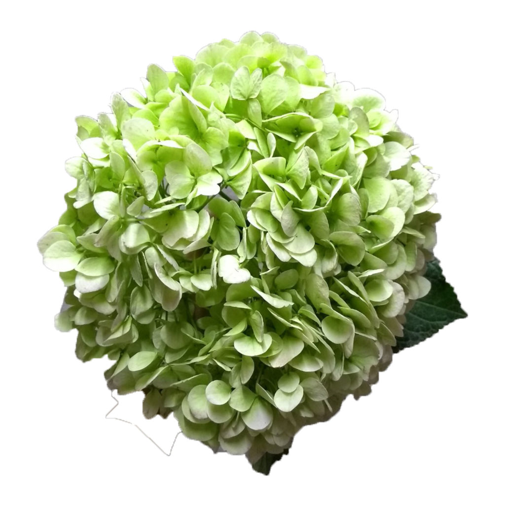 Hydrangea Blue (Hulk) Antique – sfgardens.net