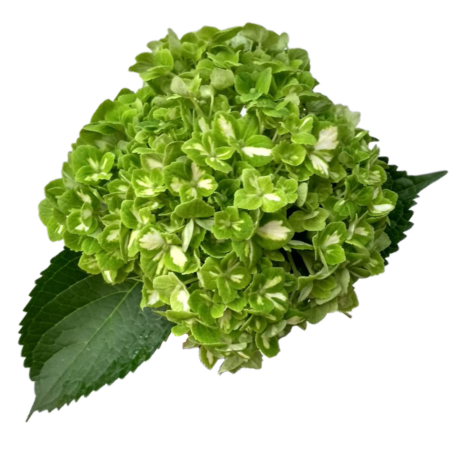 HYDRANGEA VARIEGATED SELECT – sfgardens.net
